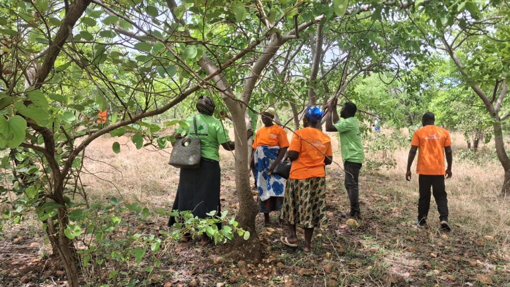 World Vision Ghana urges government to adopt FMNR in land, forest ...